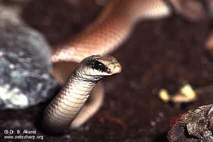 Rufous Beaked Snake (Rhamphiophis oxyrhynchus) | Reptile Forums